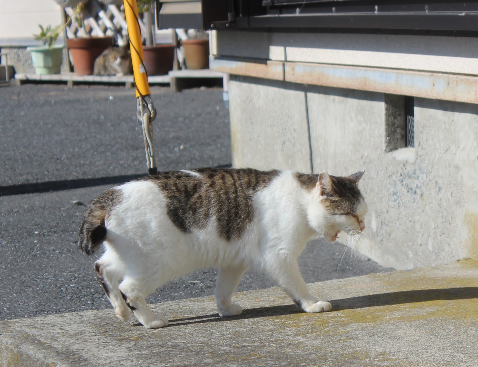 Mushingo - Trip to Japan: Day 8: Tashirojima (Cat Island) & Sendai