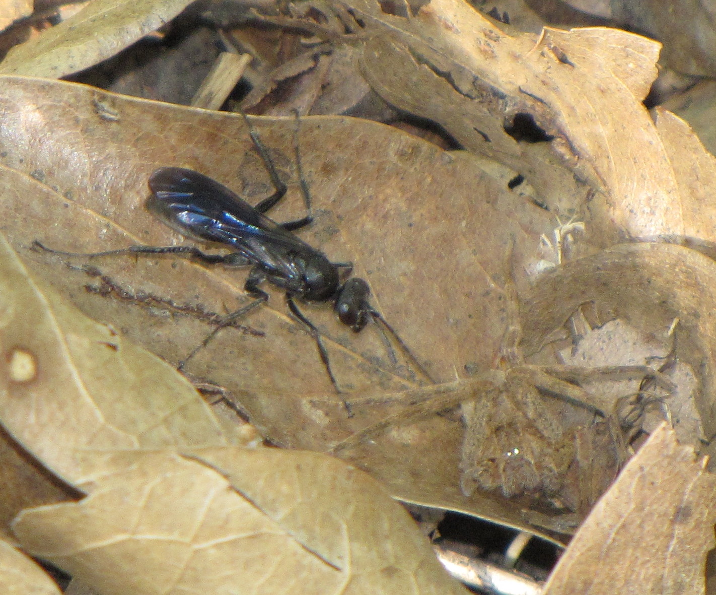 Bug Eric Priocnemis Minorata