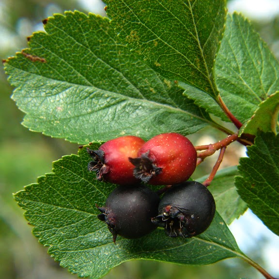 Slatsz' plant photo-biography: Crataegus douglasii, black hawthorn ...