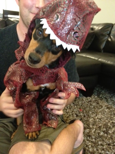 Anze the Doxiepin in his Raptor Dog Costume ~ Anze the DoxiePin Dog