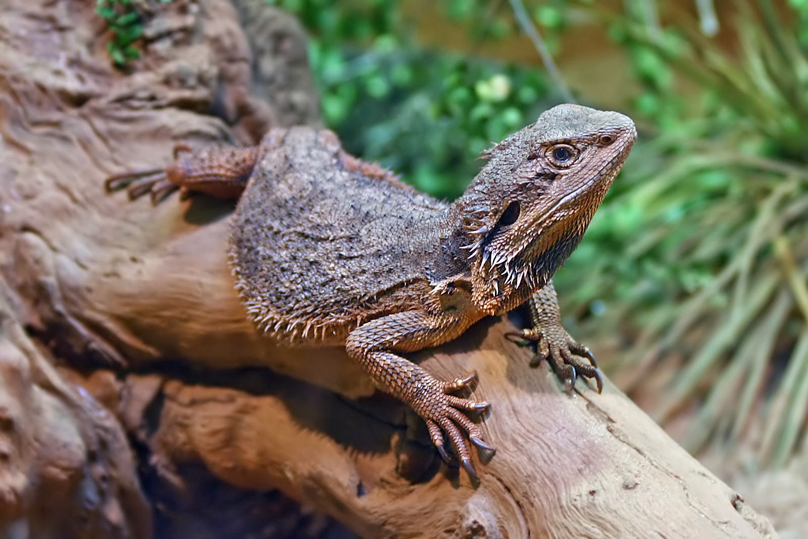 Animals of the world: Eastern bearded dragon