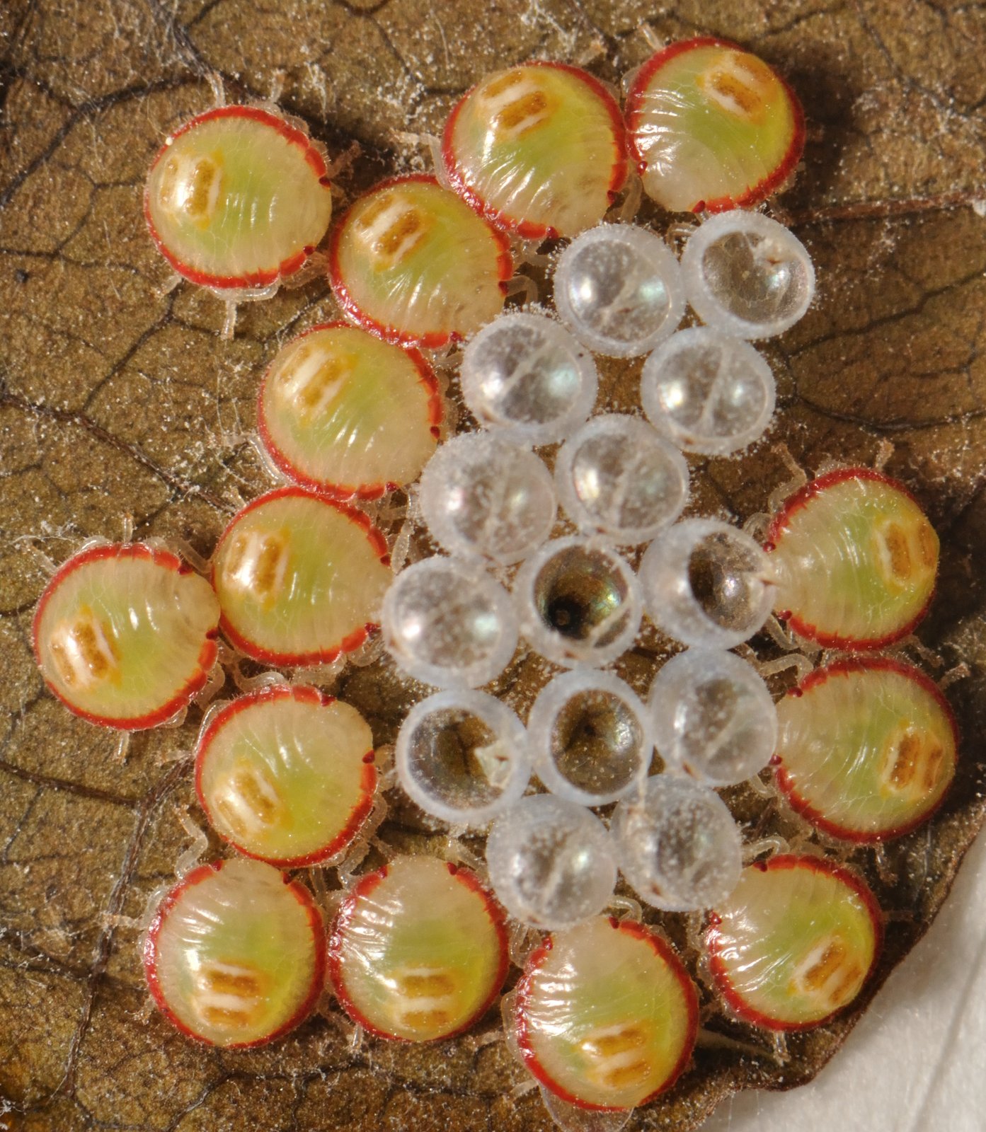 Stink bugs are CUTE! | the pace of nature