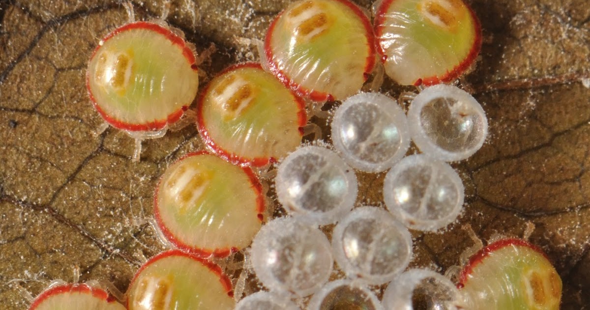 Stink bugs are CUTE! | the pace of nature