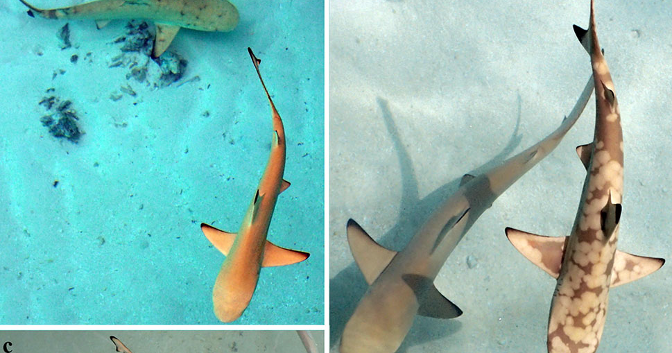 Sciency Thoughts: Carcharhinus melanopterus: Leucism in Blacktip Reef ...