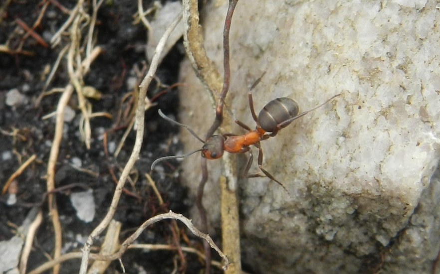 Fauna de Tineo y Salas: Hormigas rojas
