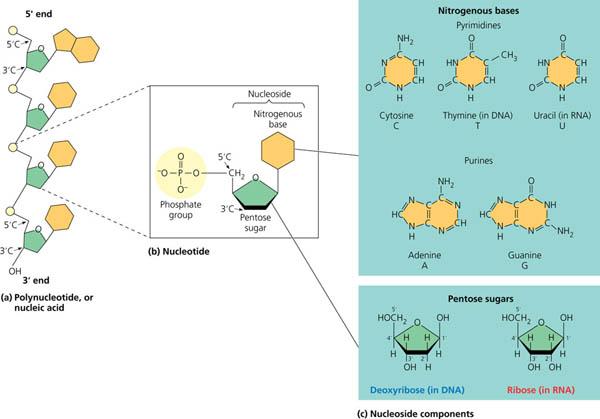Science Info Corner: Nucleic Acids