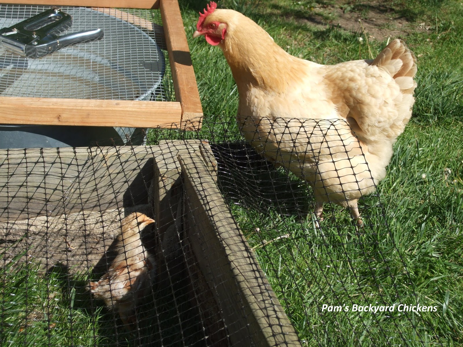 Pam's Backyard Chickens: Baby Chicks Get Outside Time