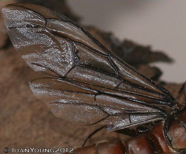 South African Photographs: Red Driver Ant (Dorylus helvolus)