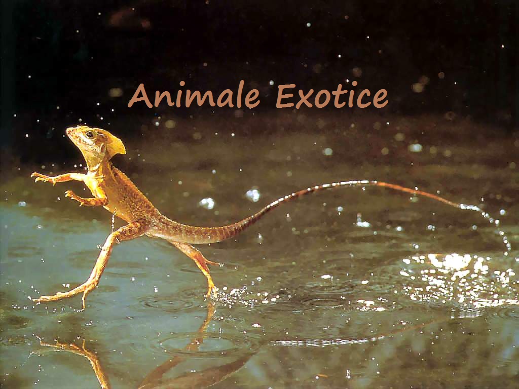 Animale Exotice