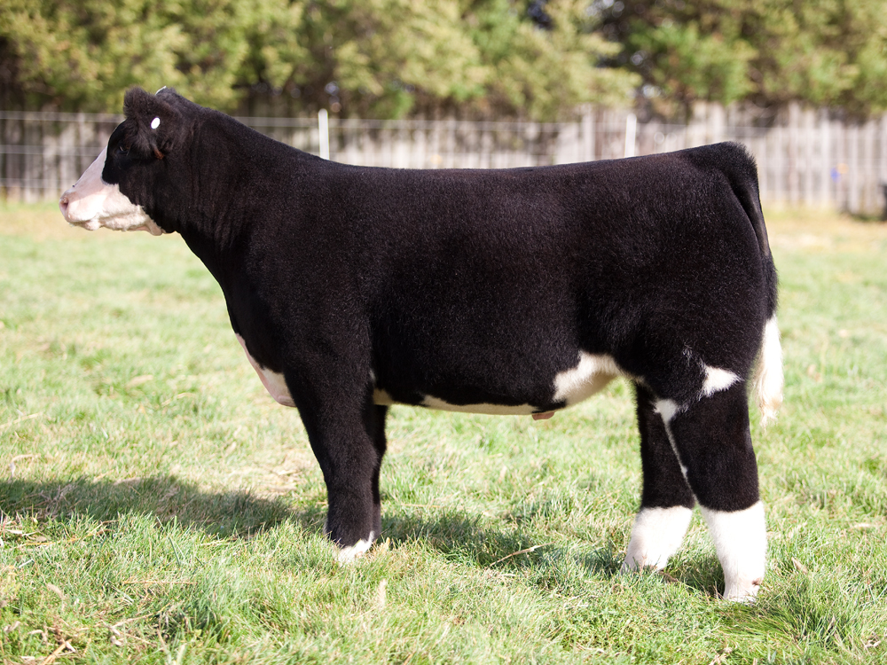 RCC Blog: 2011 Rodgers Cattle Co Sale Pictures