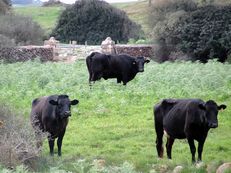 imatges de menorca: VAQUES DEL CAMP DE MENORCA