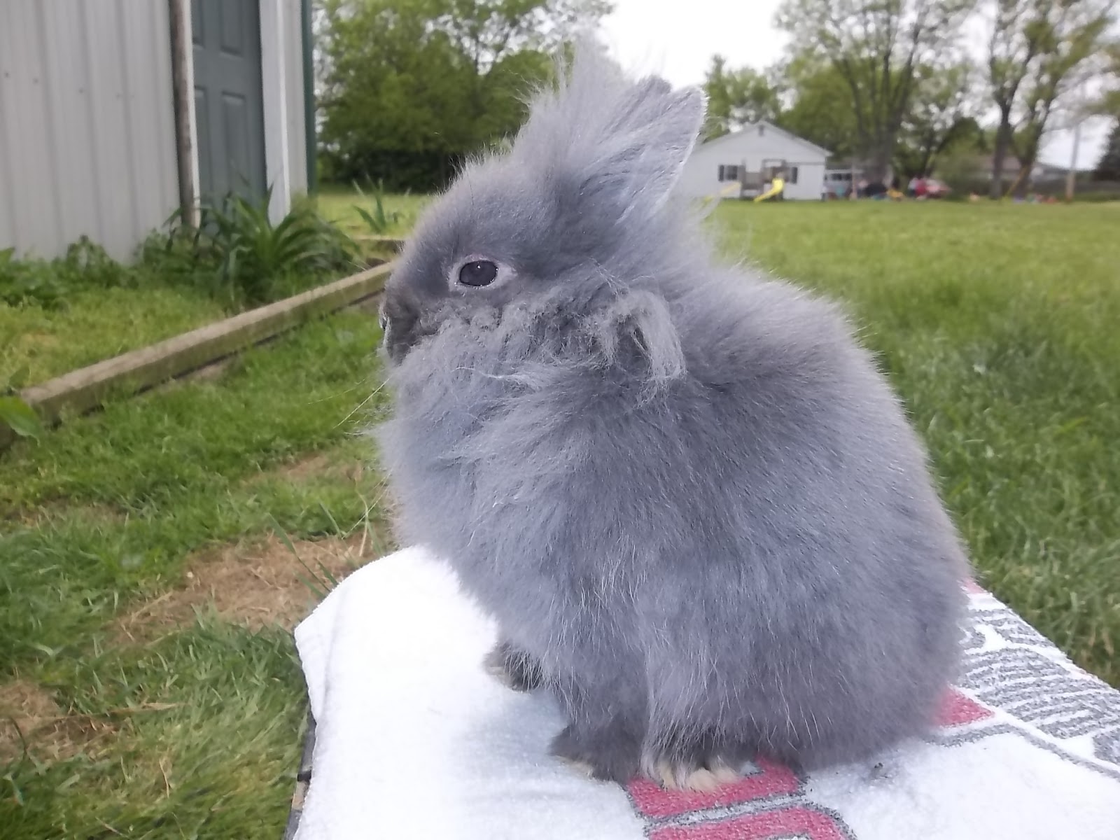 Regina's Rabbit Habit: Rabbits For Sale