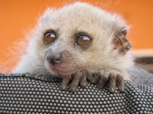 Livingstone Man: Bush baby arrives!