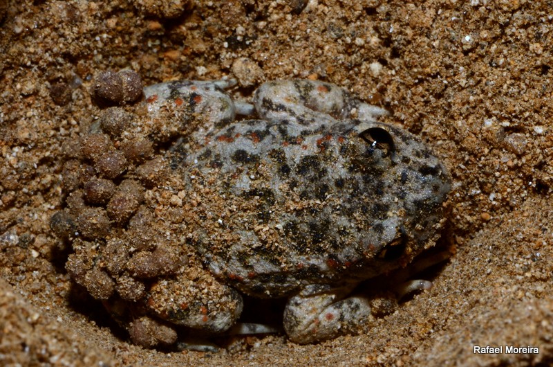 Fotografia de Natureza: Sapo-parteiro (Alytes)