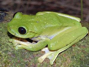 45+ Katak Hijau, Yang Populer!