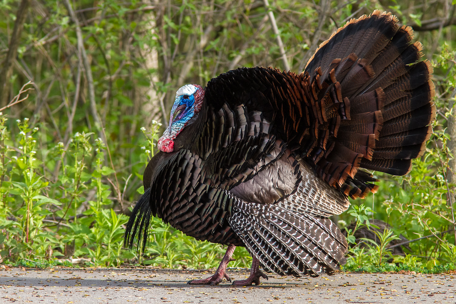 Fur & Feathers 500 - a Canada Big Year for Birds and Mammals: Ontario ...