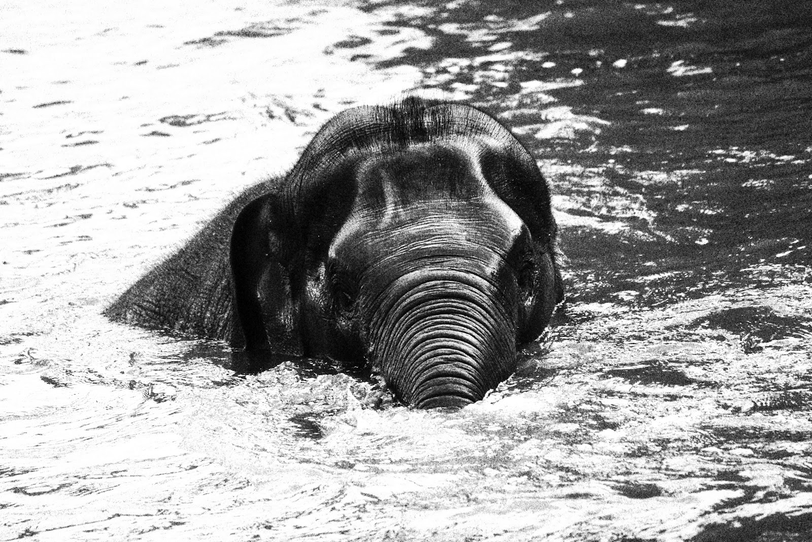 Ryan Birchall Photography: African Tembo with a black and white twist
