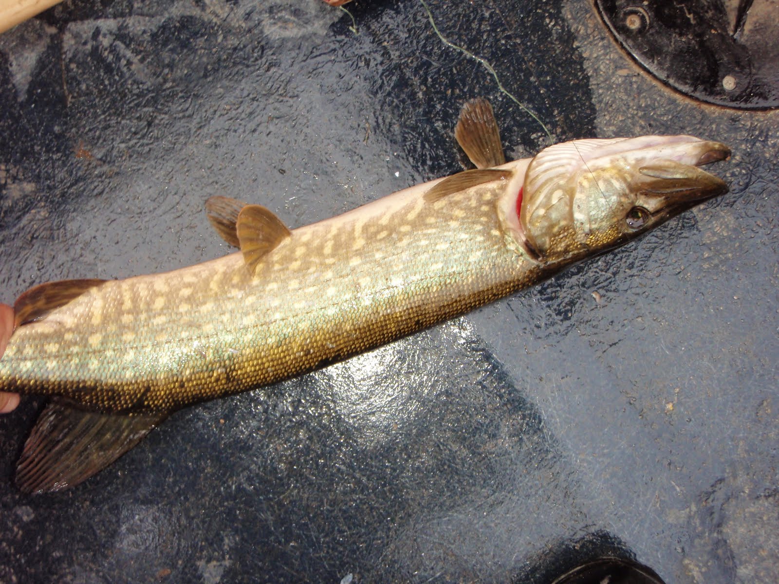 Scottish Fishing Guide: 4lb Pike. Pike Fishing Guide Loch Lomond