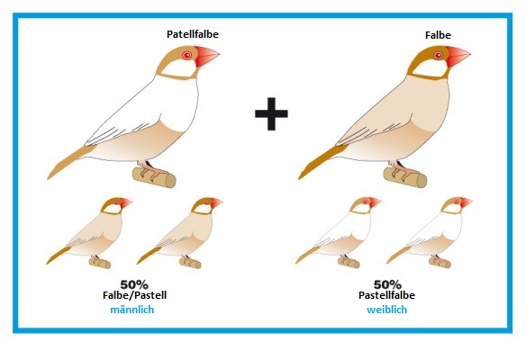 Genetik der Reisfinken