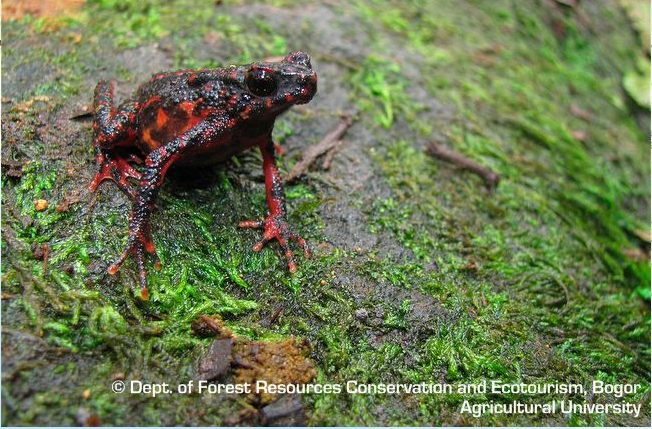 Deskripsi, Klasifikasi dan Penyebaran Kodok Merah - SIAP UJIAN