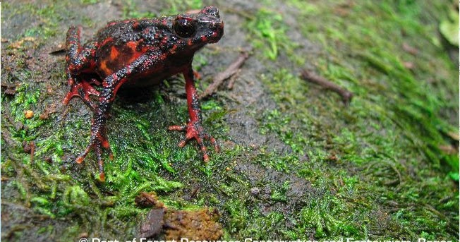 Deskripsi, Klasifikasi dan Penyebaran Kodok Merah - SIAP UJIAN