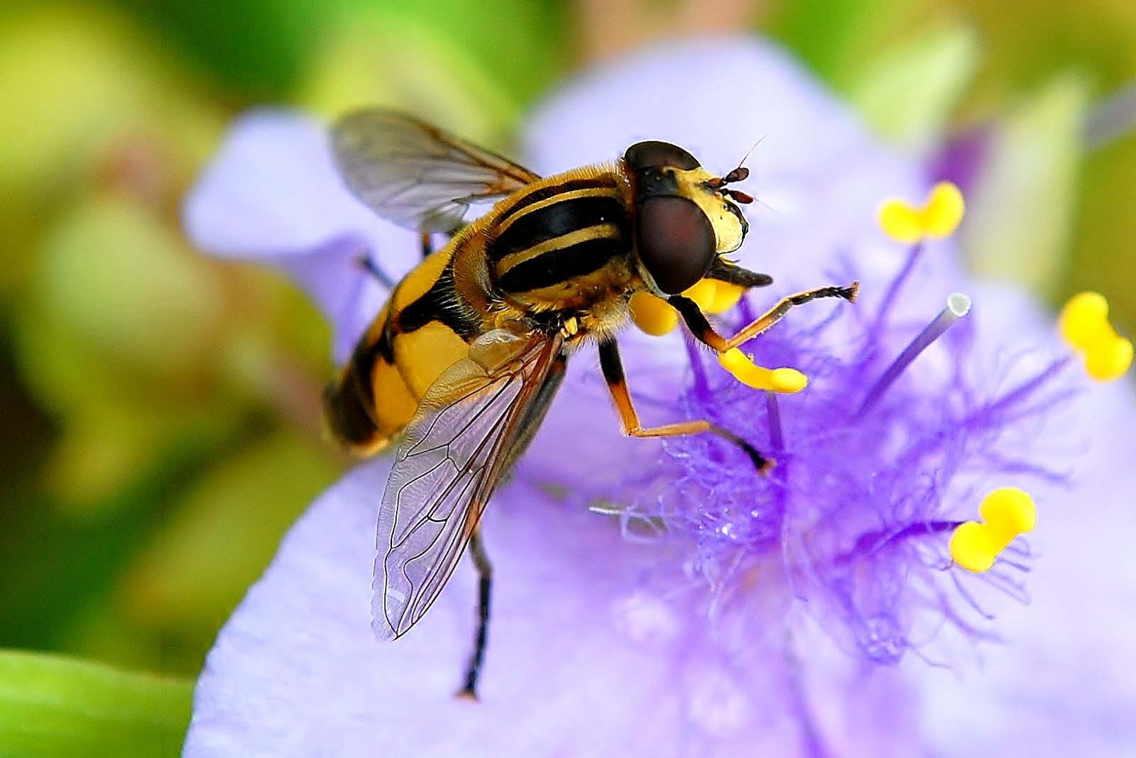 Wellcome Allotment : Hoverflies