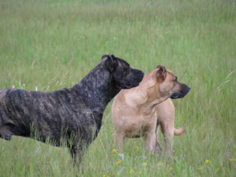 RAZAS DE PERROS: CIMARRON URUGUAYO