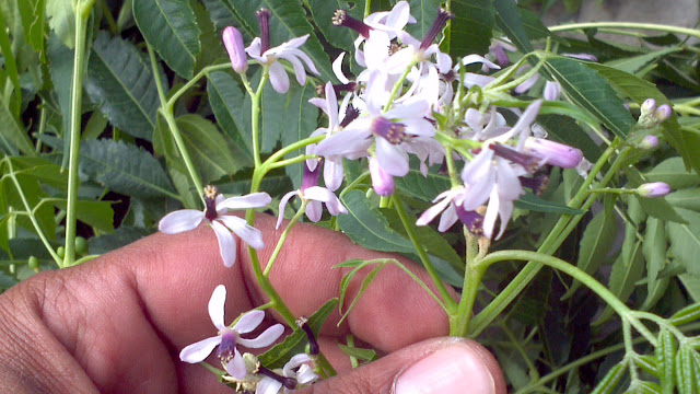KothuKaadu "கொத்துகாடு": Pruning Melia Dubia " Malai Vembu"