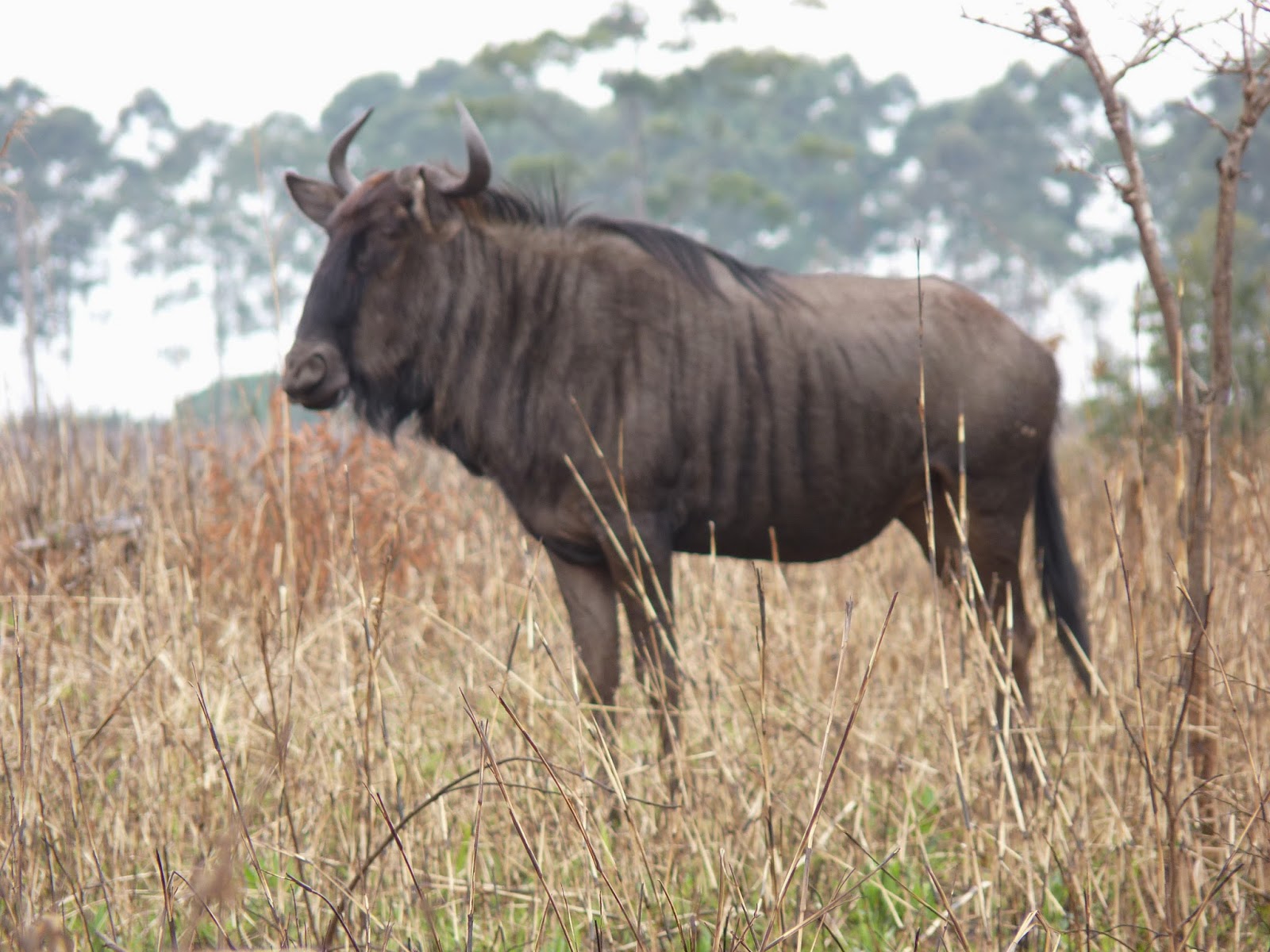 Birding For Pleasure: SATURDAY CRITTERS - Animals in Malawi