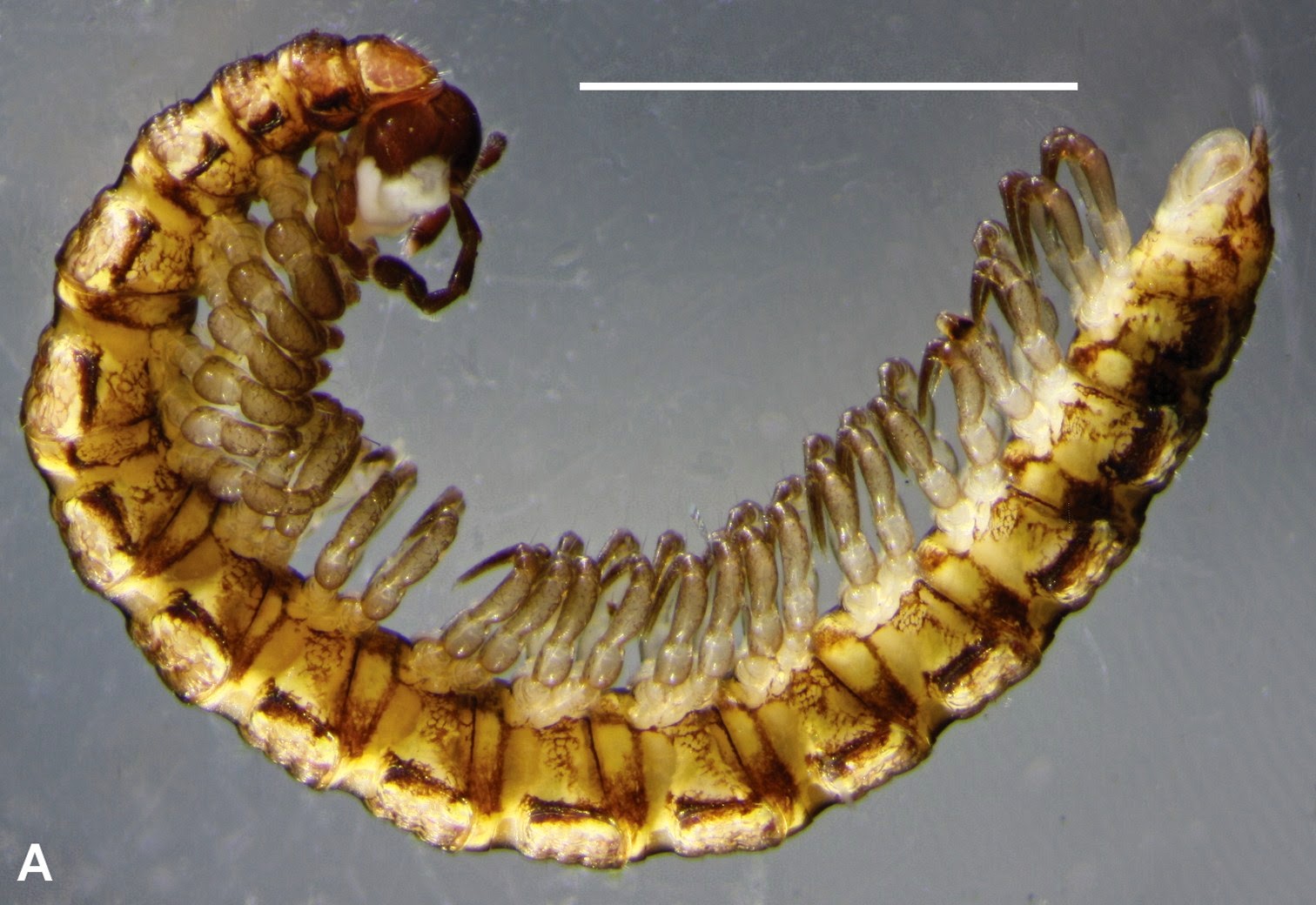 EntomoBloG: Tres nuevas especies de milpiés de Tasmania