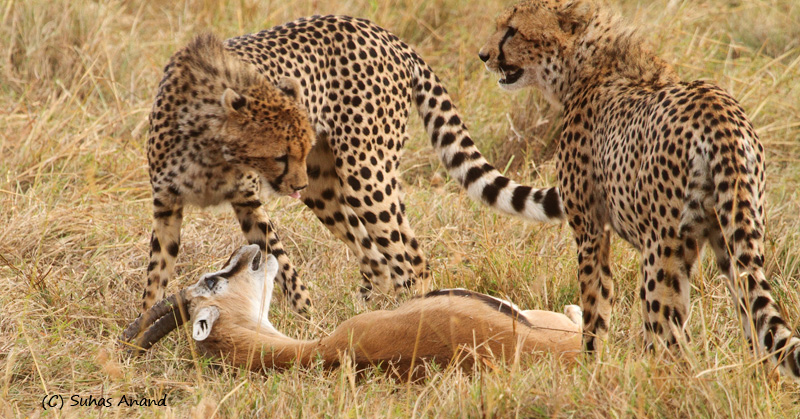 Mumbo Jumbo: Predators Part I - Cheetahs