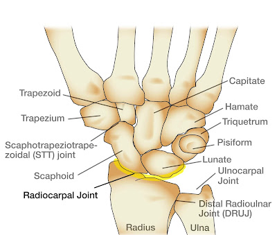 Wrist joint (Radiocarpal joint) - Medically