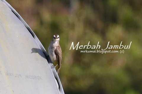 mrkumai.blogspot.com: Koleksi Burung di Cameron Highlands: Merbah ...