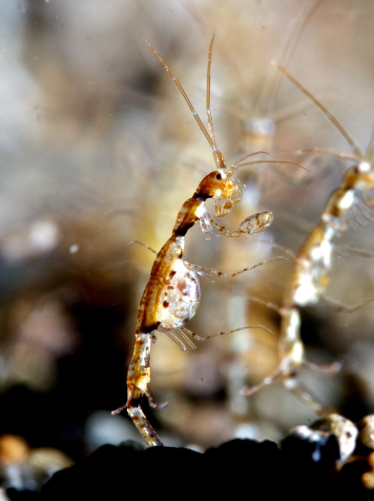 Taxonomía Arthropoda: Clase Malacostraca Orden Amphipoda, Euphasiacea ...