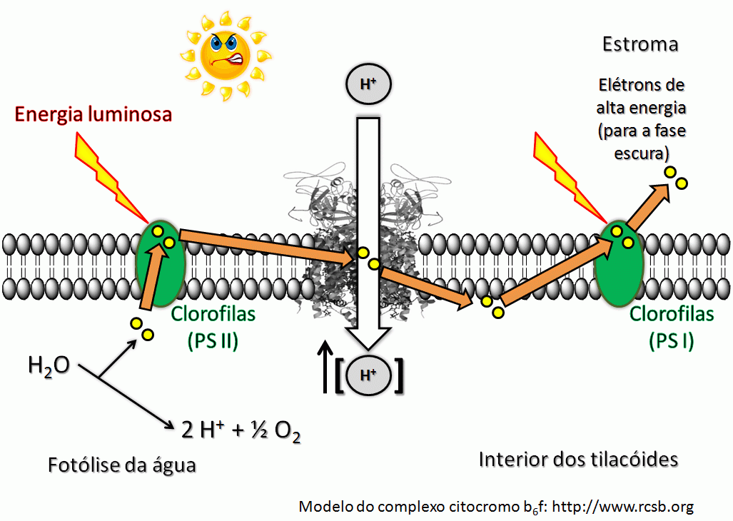 Resumos de Biologia: FOTOSSÍNTESE SIMPLIFICADA E RESUMIDA