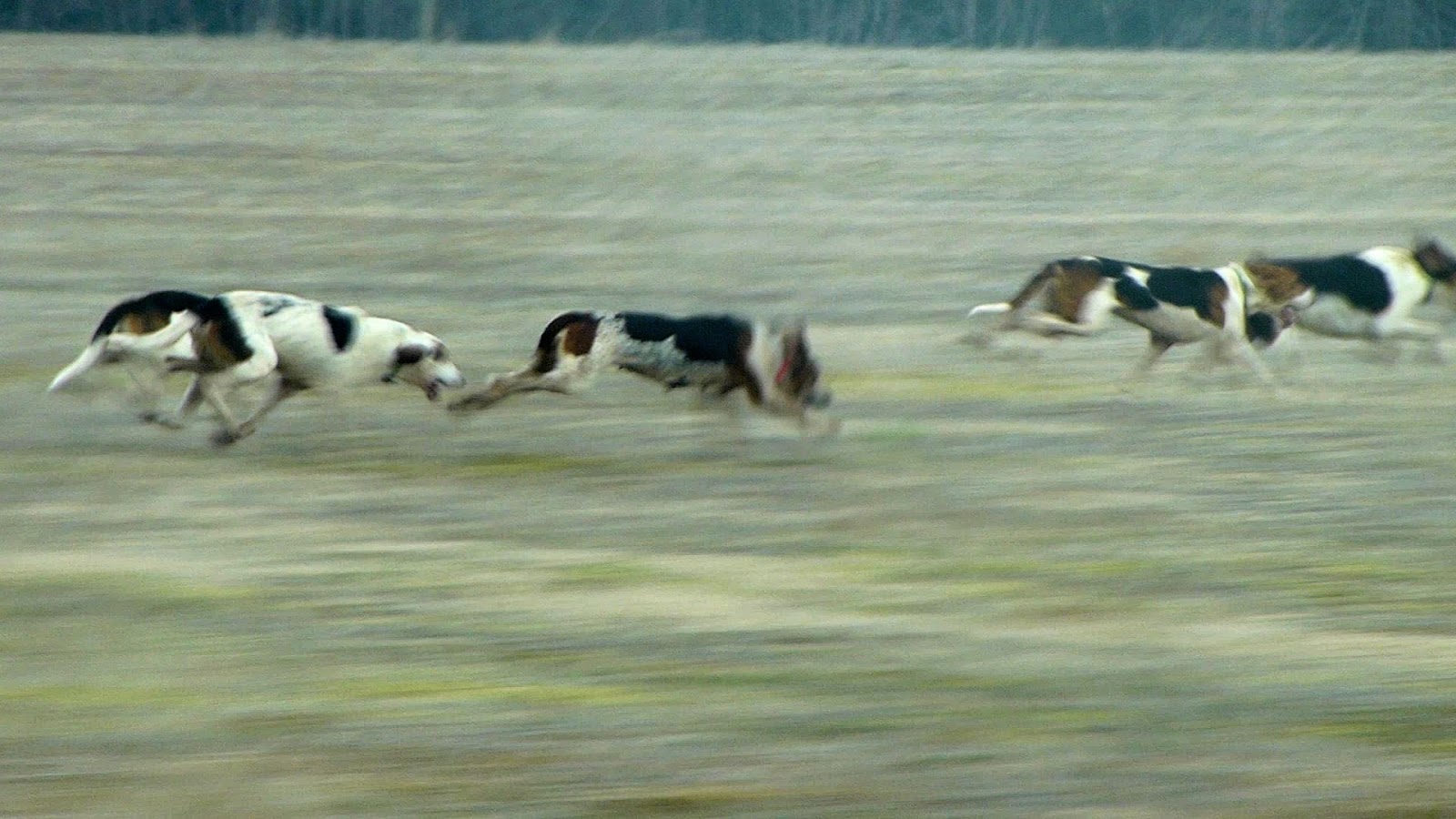 CHASE WORLD: Woohoo! A fast running red fox this morning