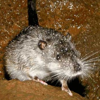 Water Rat | Facts About All