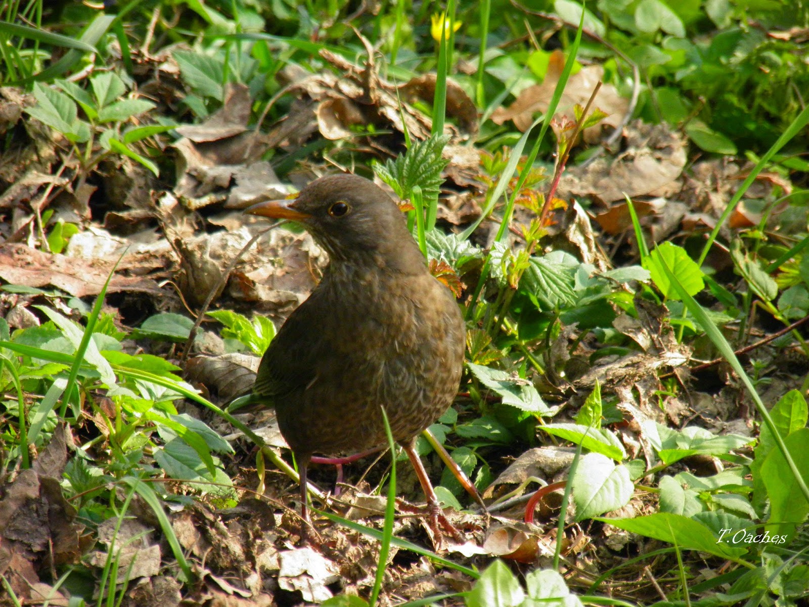 PASARI DIN ROMANIA: MIERLA (1), Turdus merula