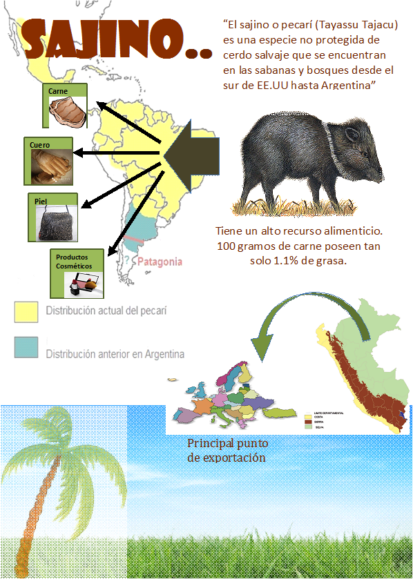 Buy - P: Infografía Sajino