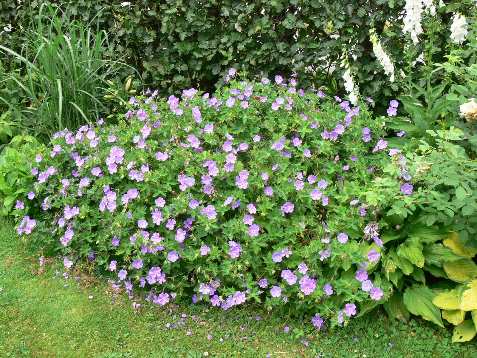 Sabelhagens olivlund : X-factor Blå, Geranium 'Rozanne'