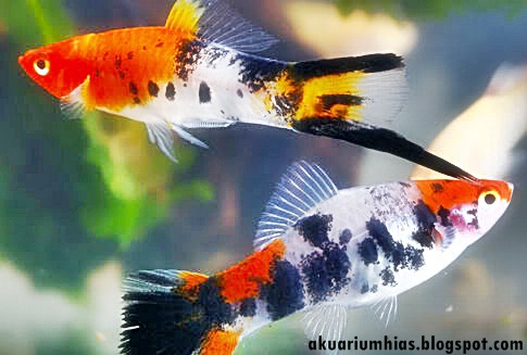 Jenis Ikan Hias Swordtail | Aqua Scap