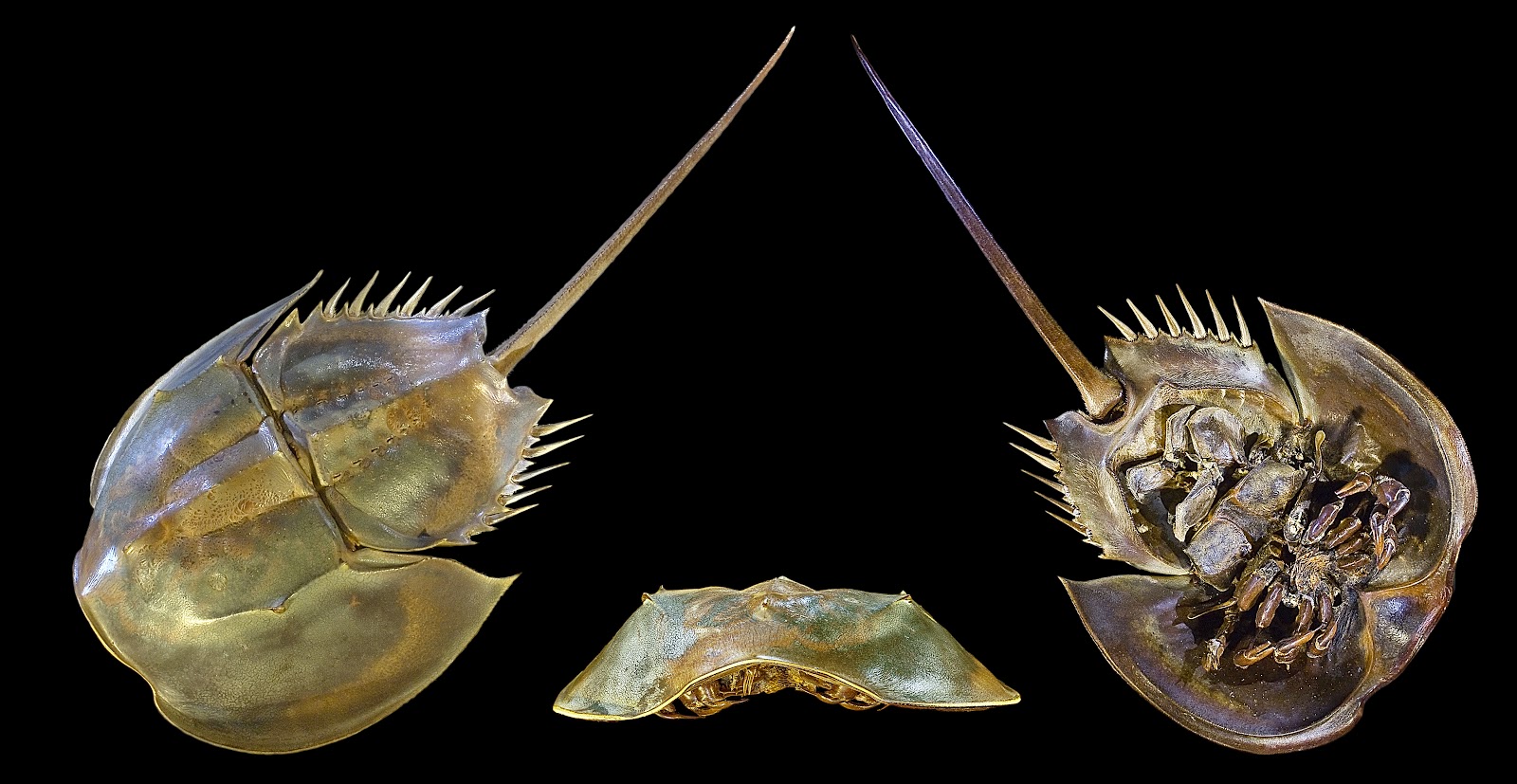 límulo (Limulus polyphemus) tem sangue azul ~ Você realmente sabia?