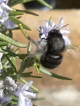 Peter Lovett's ramblings : Solitary bees: Hairy-footed Flower Bee ...