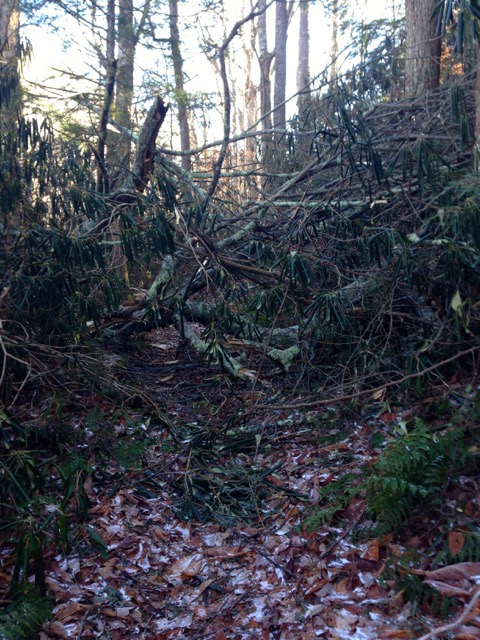 900 miles: Maddron Bald and Albright Grove Loop Trails