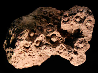 Louisville Fossils and Beyond: Acrocyathus Mississippian Fossil Coral