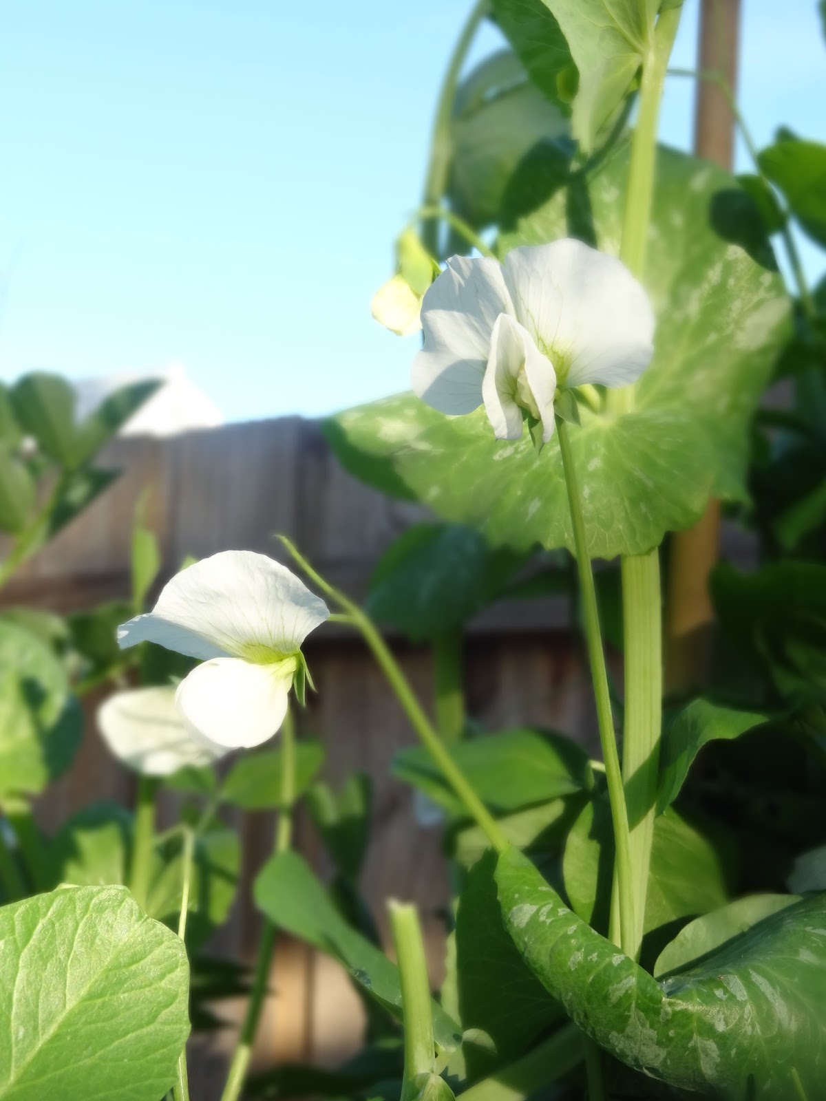Veganise This!: Stir fried snow pea shoots