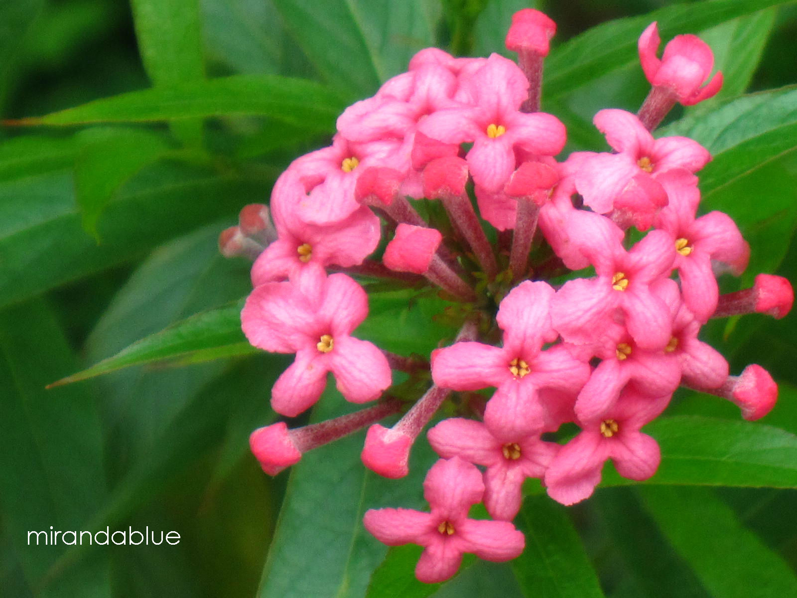 Live in the Moment: Panama Rose