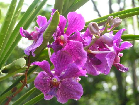 Make It Davao: Orchid Capital of the Philippines