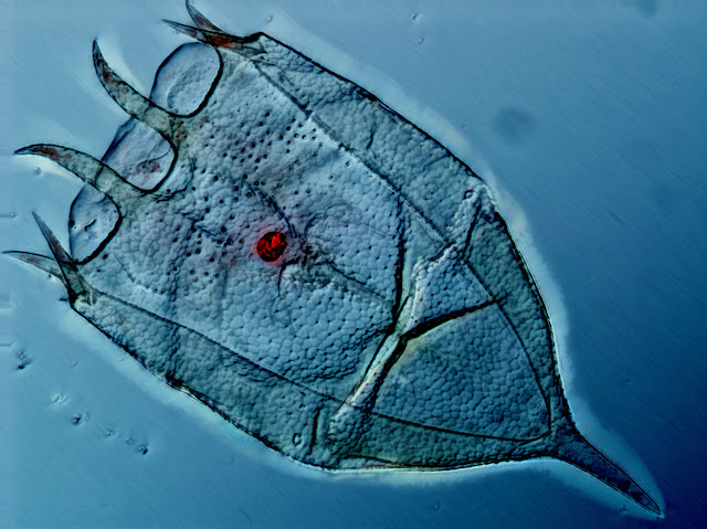 UIS News: UIS researchers combine science and art to capture images of ...