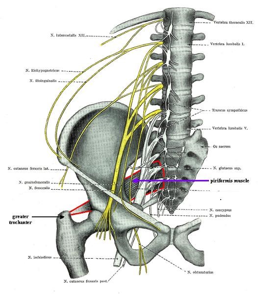 APPLIED ANATOMY OF THE SACRAL PLEXUS: APPLIED ANATOMY OF THE SACRAL PLEXUS